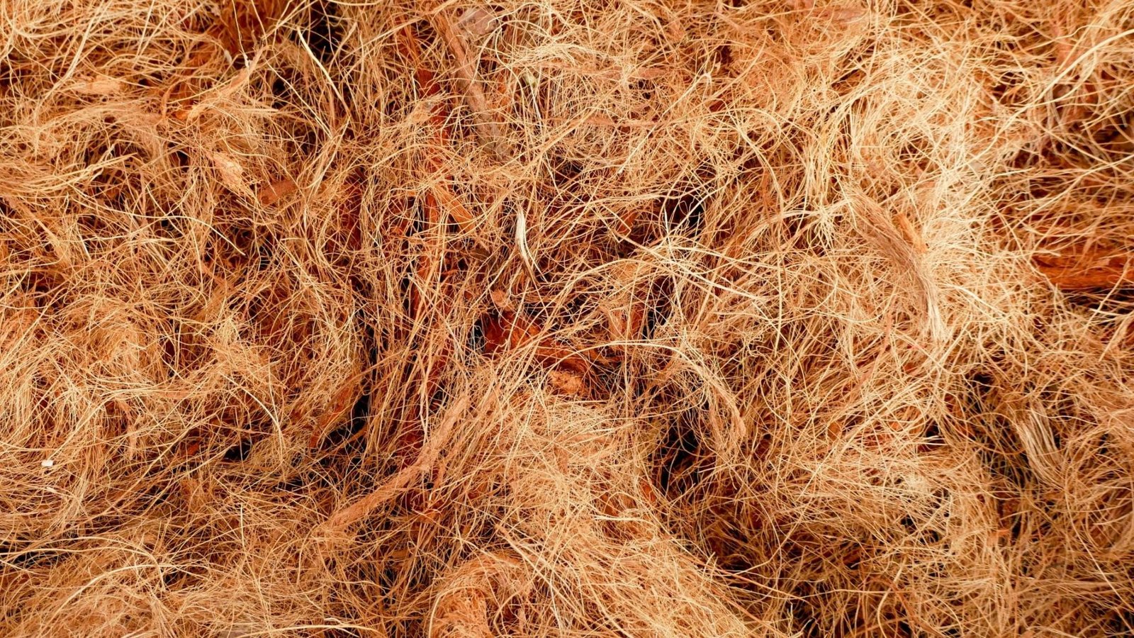 Fibra de Coco
