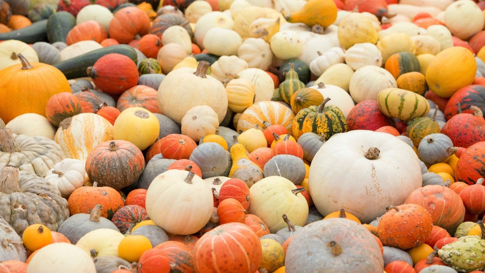 Tips para decorar tu jardín