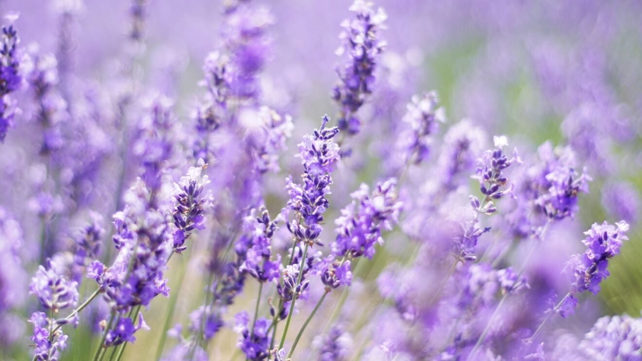 Lavanda, el color de la primavera